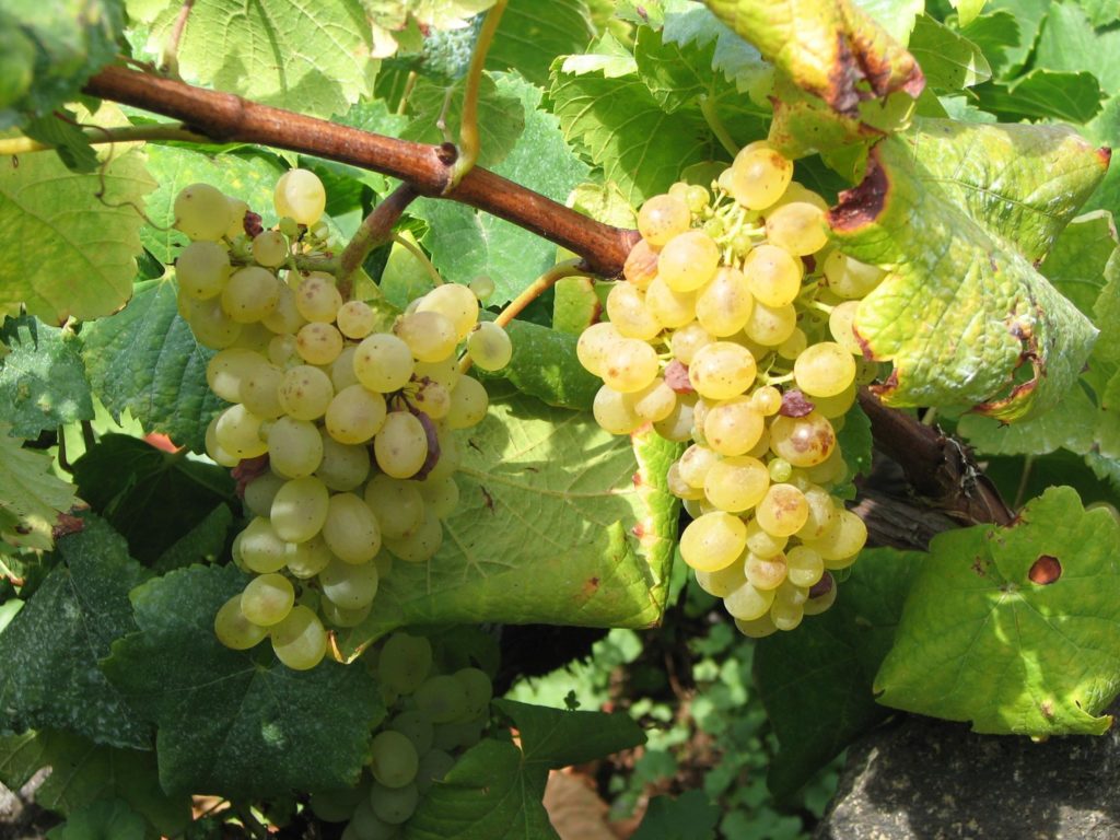 Wine, Grapes and Landscape - Explore Terceira